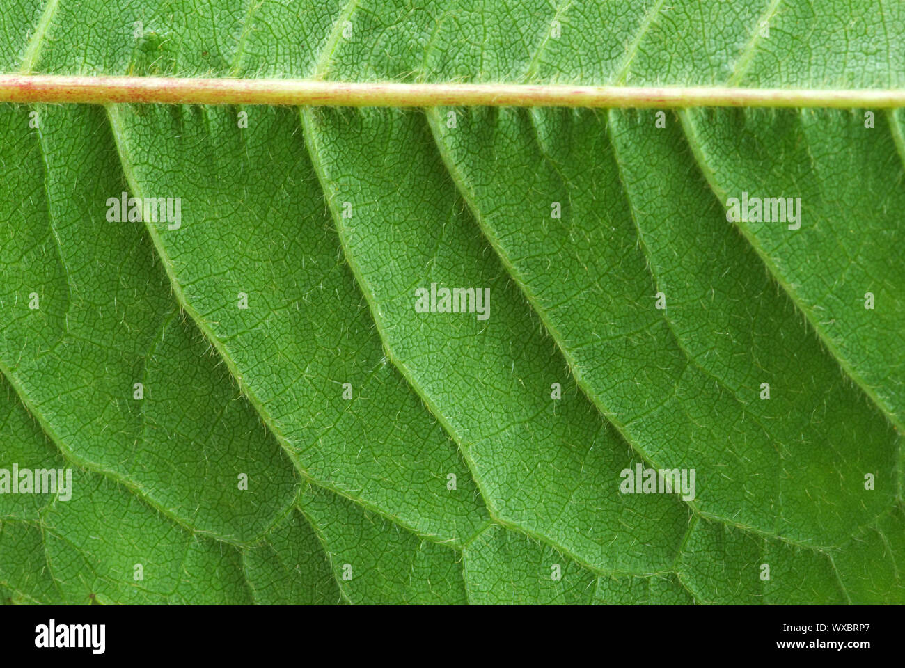 structure of leaf natural background Stock Photo - Alamy