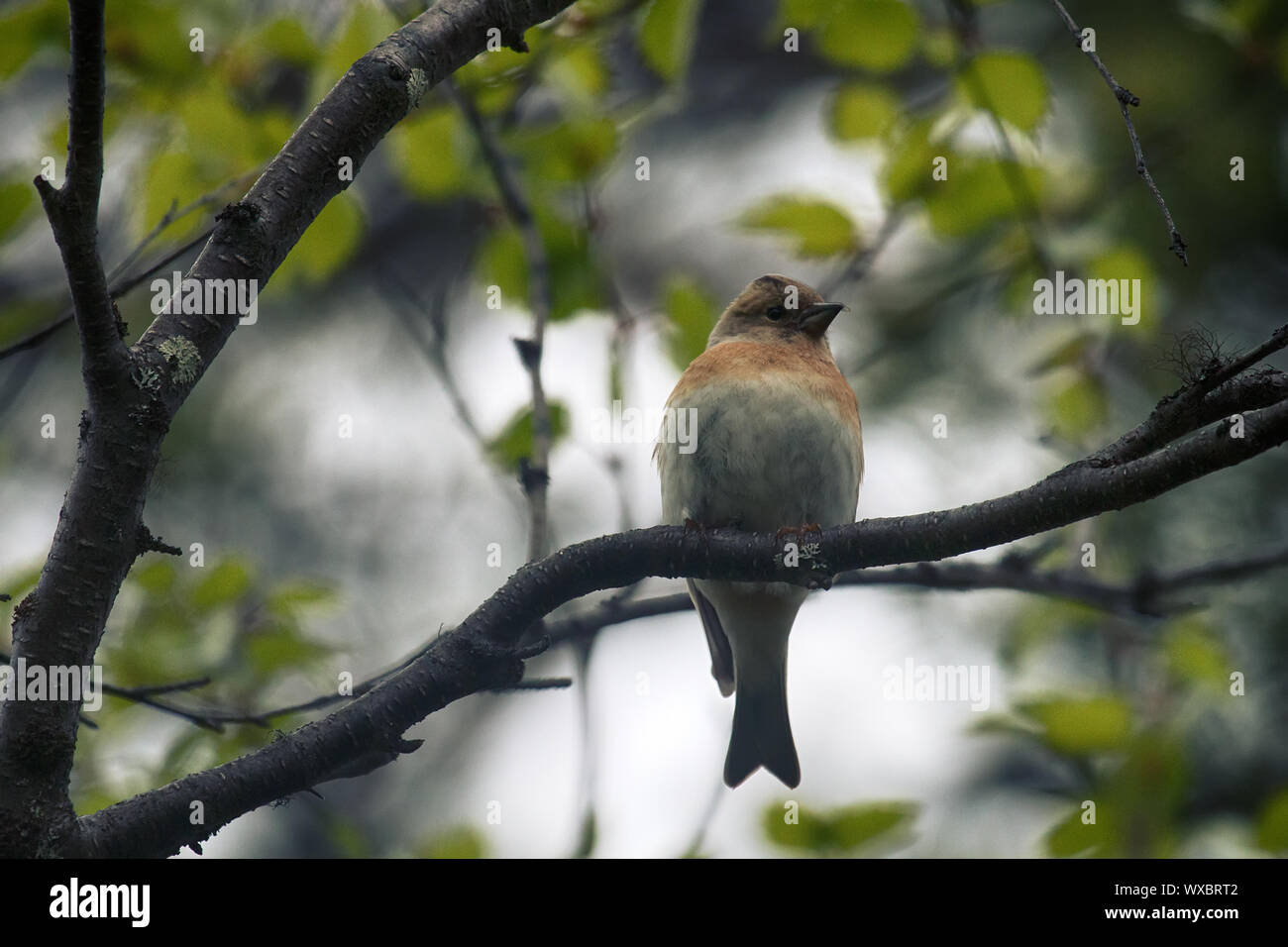 Bramble Finch High Resolution Stock Photography and Images - Alamy