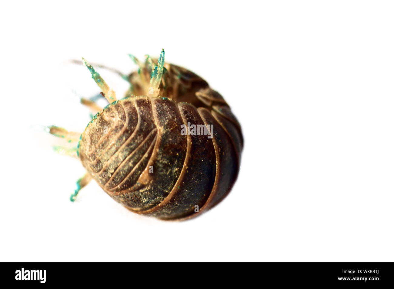 Ultra close up Cut Out Stock Images & Pictures - Alamy