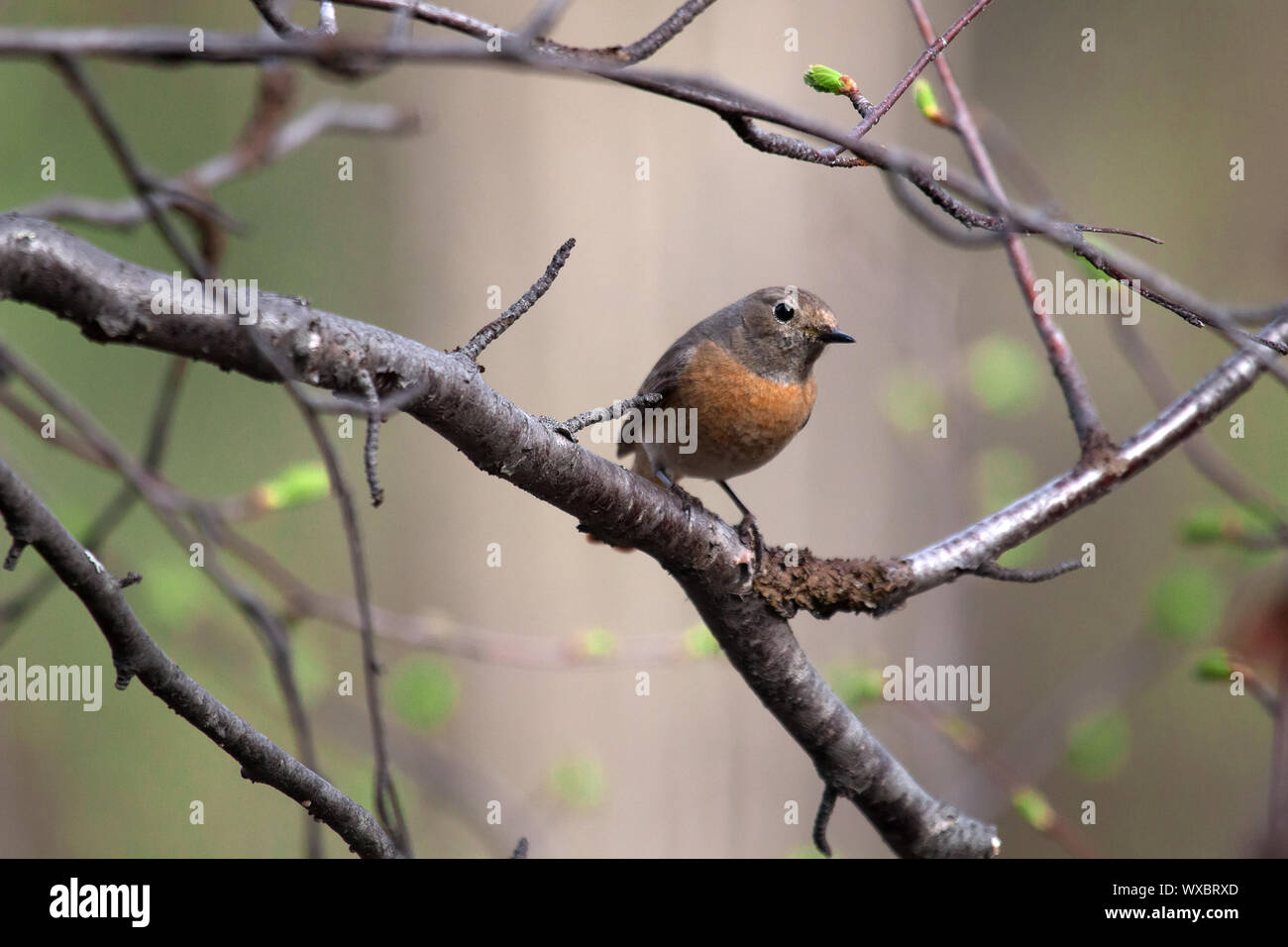 European redstart (Phoenicurus phoenicurus), female Stock Photo - Alamy