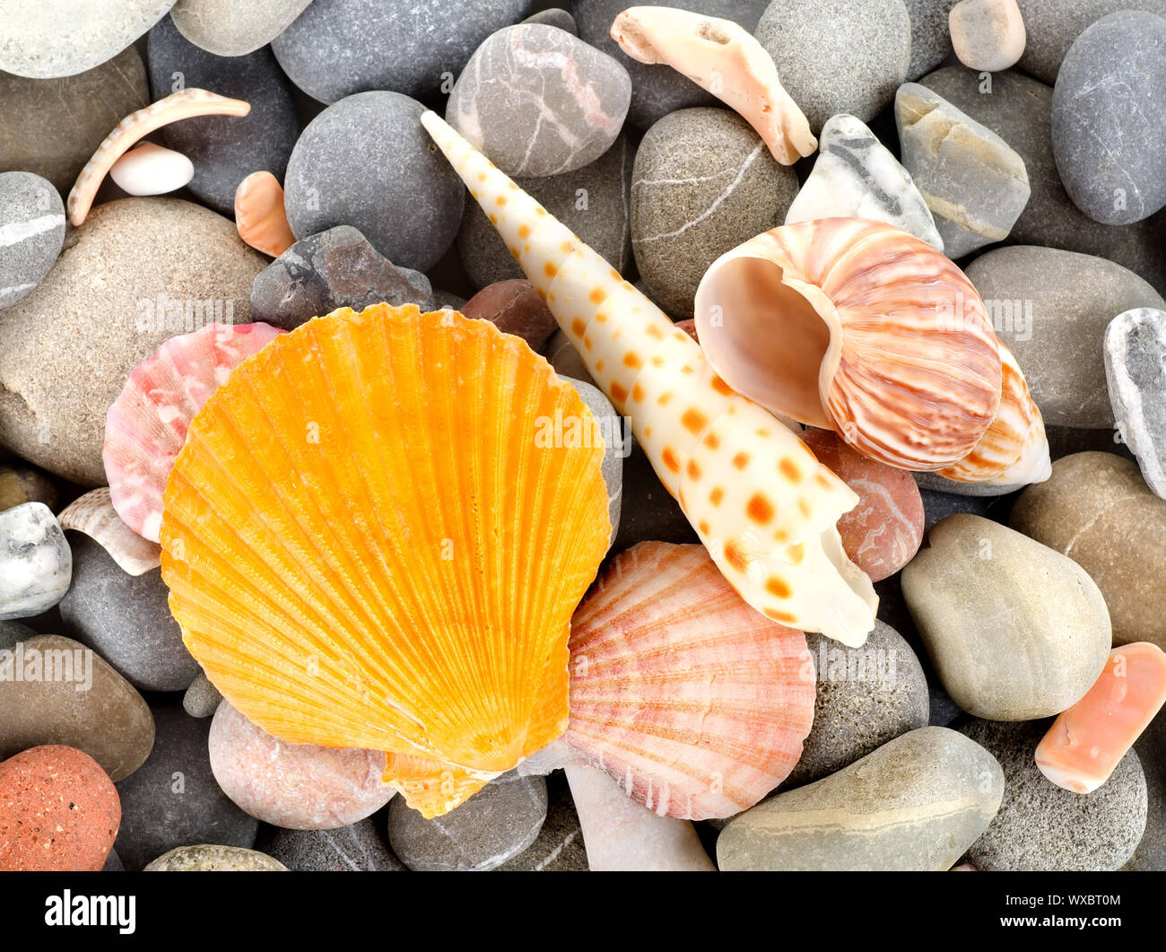 Sea shells with stone as background Stock Photo - Alamy