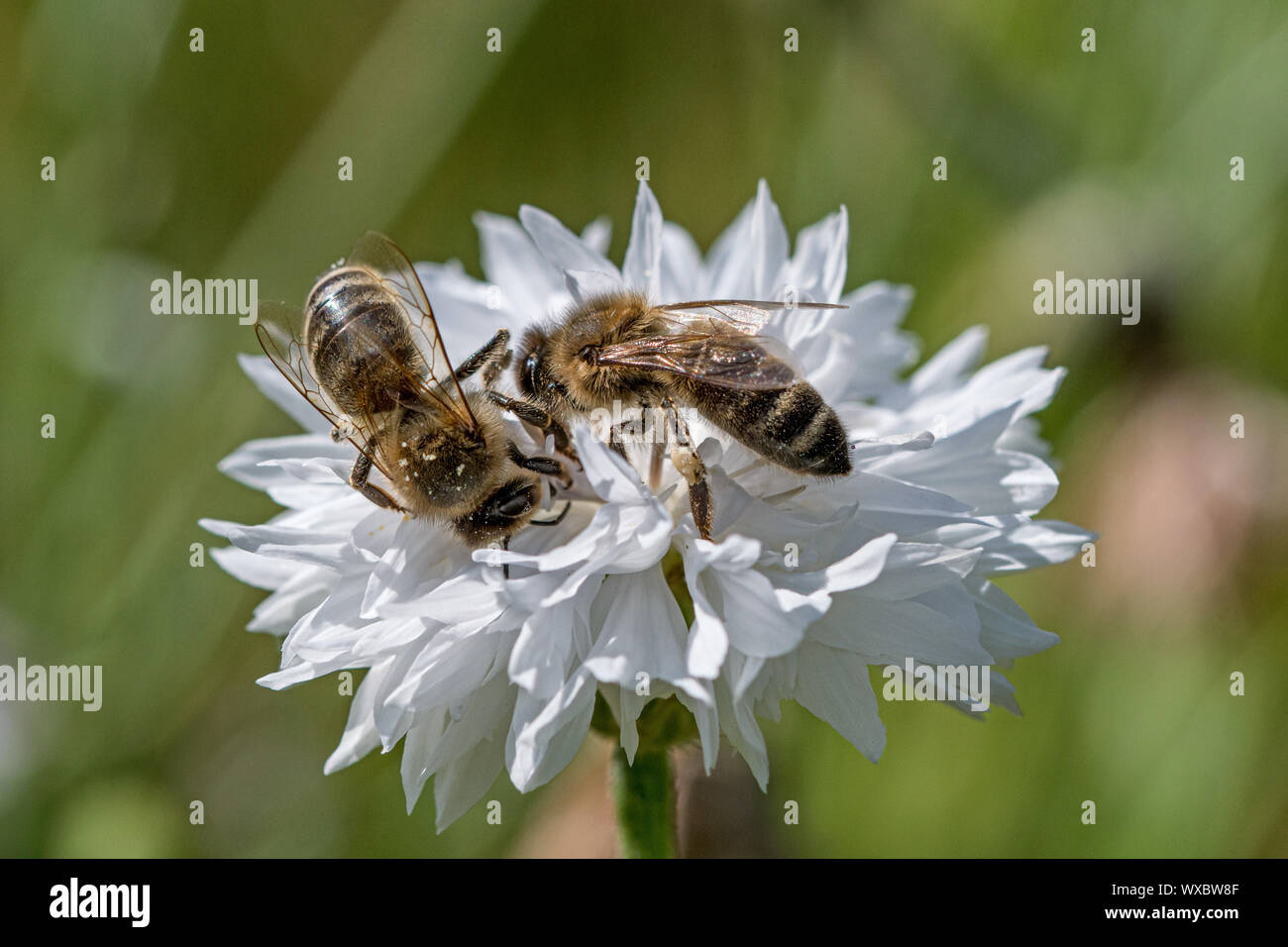 European honey bee hi-res stock photography and images - Alamy