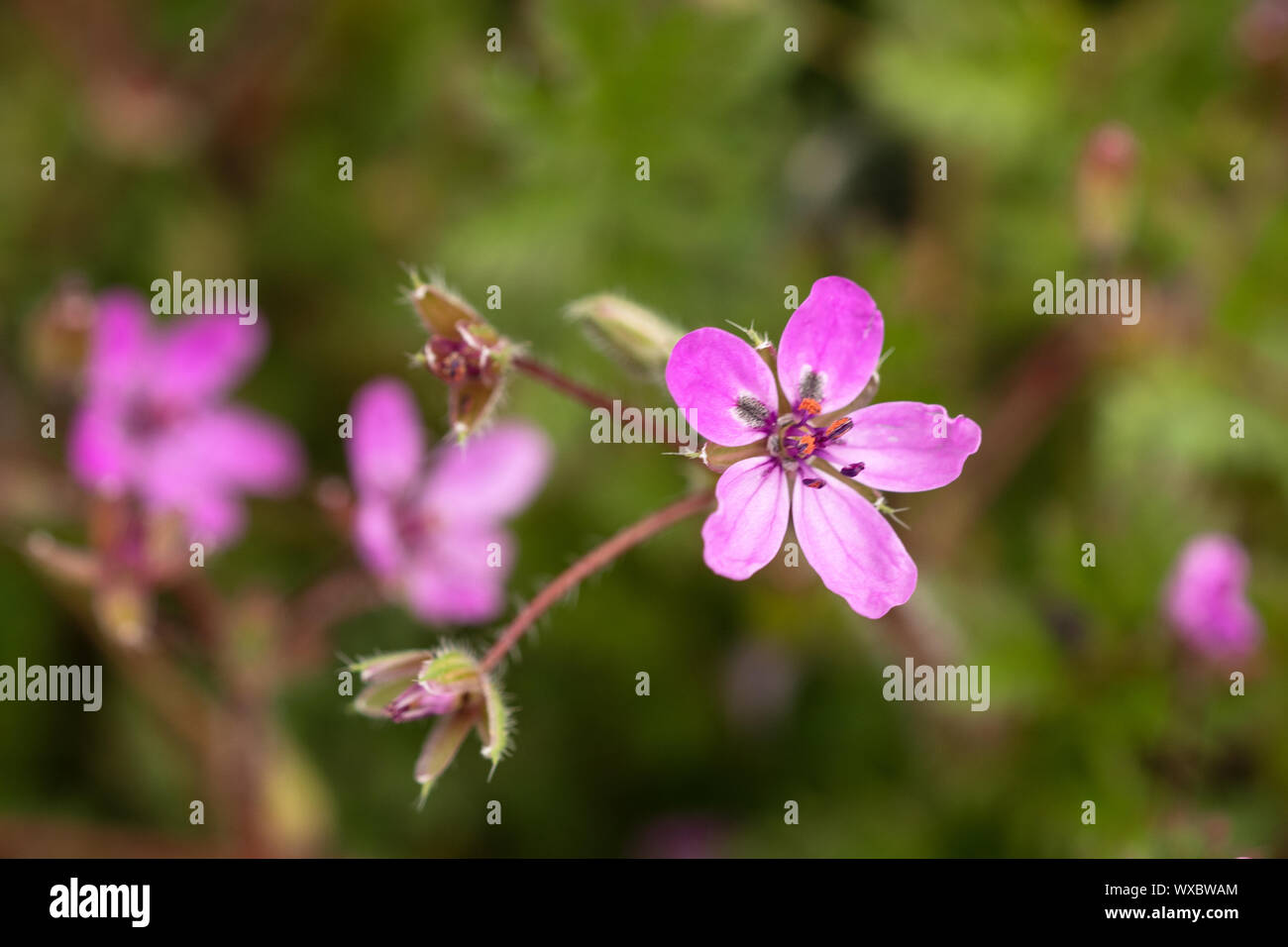 Filaree hi-res stock photography and images - Alamy