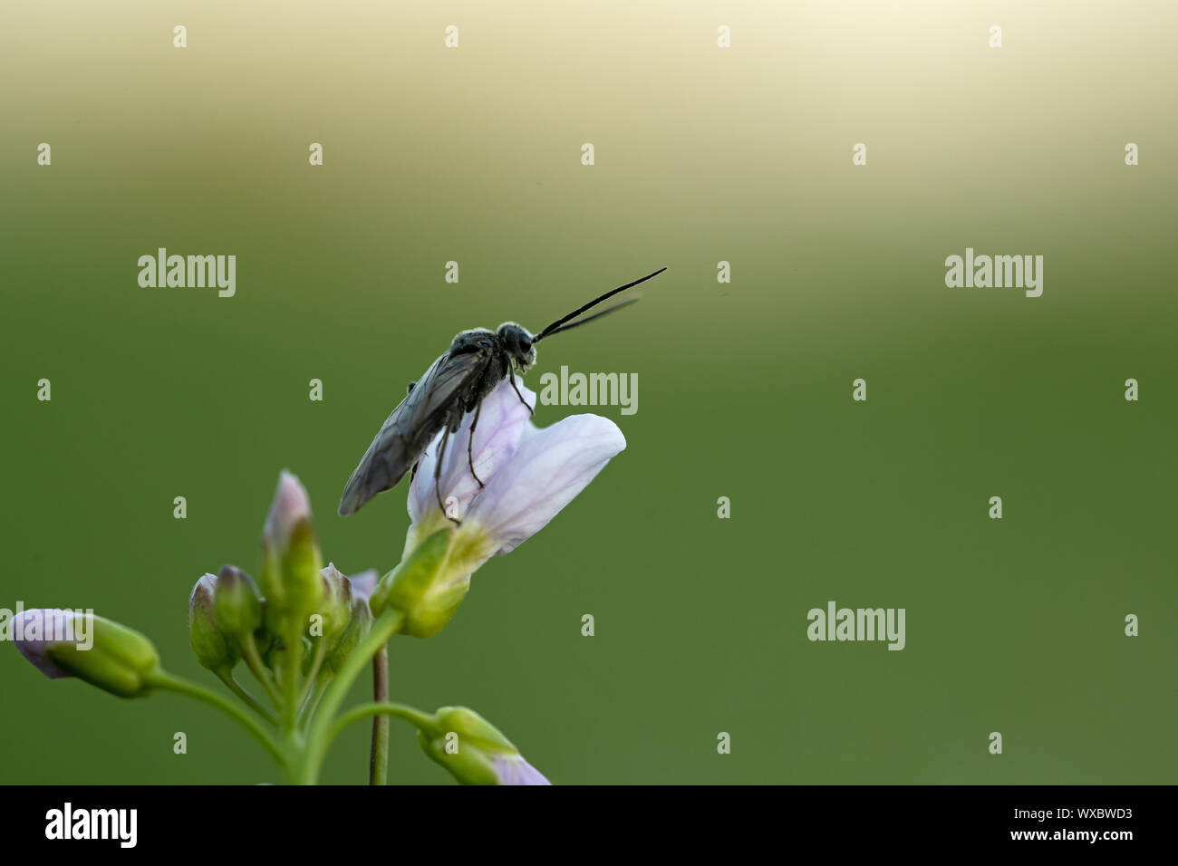 Symphyta hi-res stock photography and images - Alamy