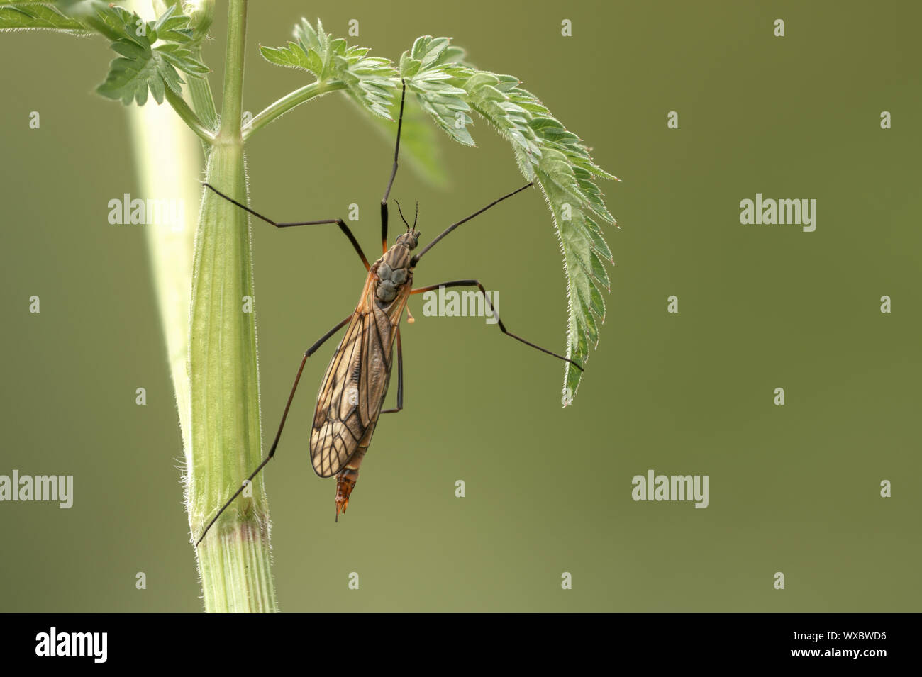 Giant cranefly hi-res stock photography and images - Alamy