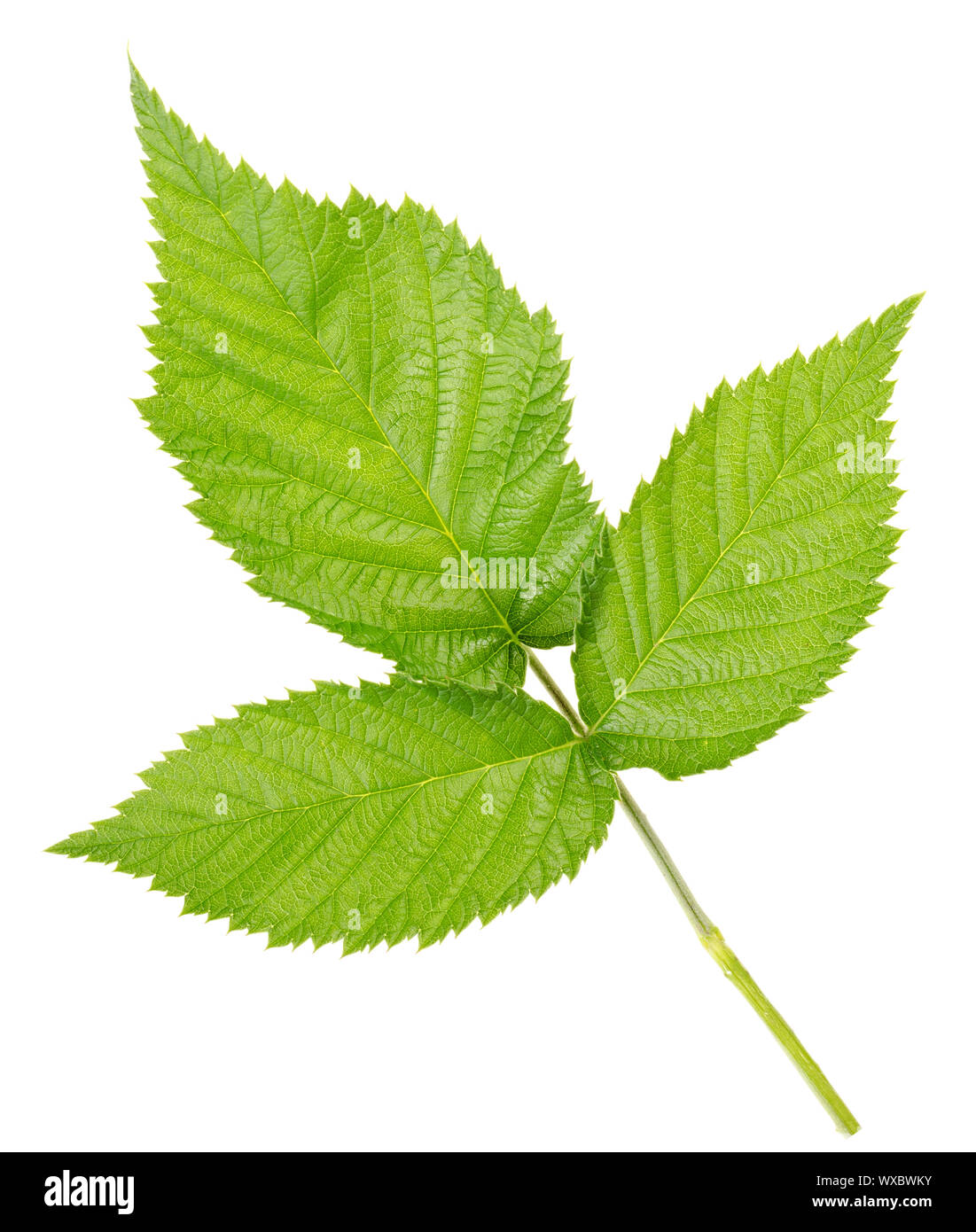Branch of raspberries isolated on a white background Stock Photo - Alamy