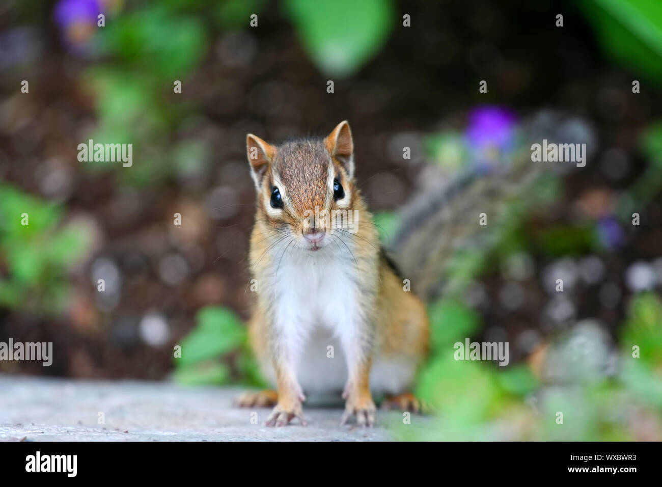 Adorable chipmunk on log looking on curiously Stock Photo - Alamy