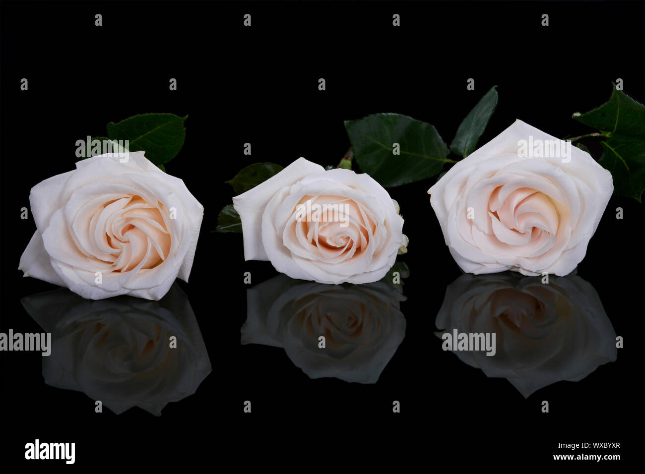 Three white roses on black background Stock Photo - Alamy