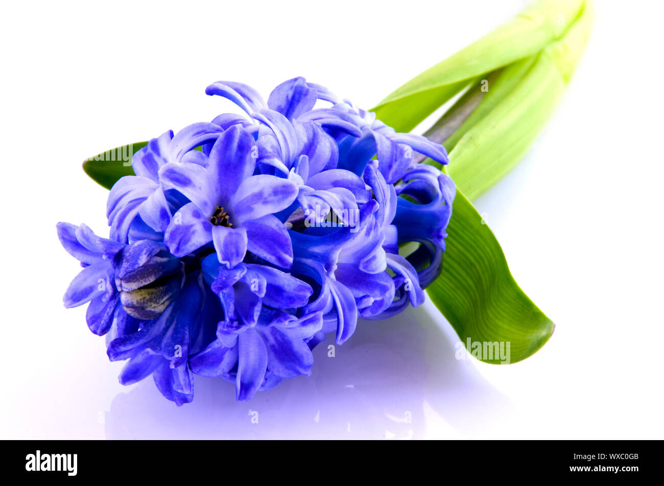 Blue hyacinth flower Stock Photo - Alamy