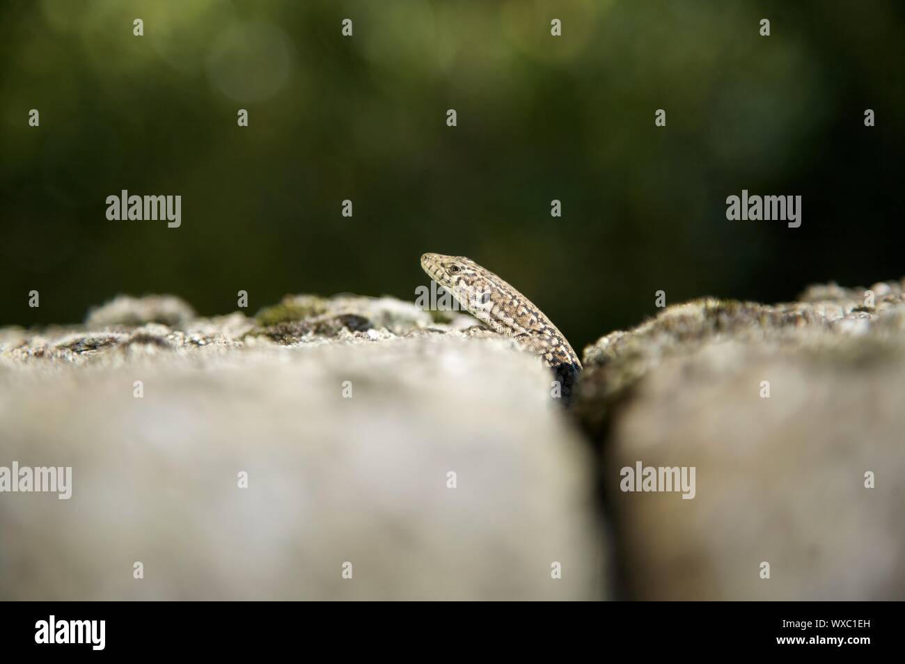 small lizard on stone at spain Stock Photo - Alamy