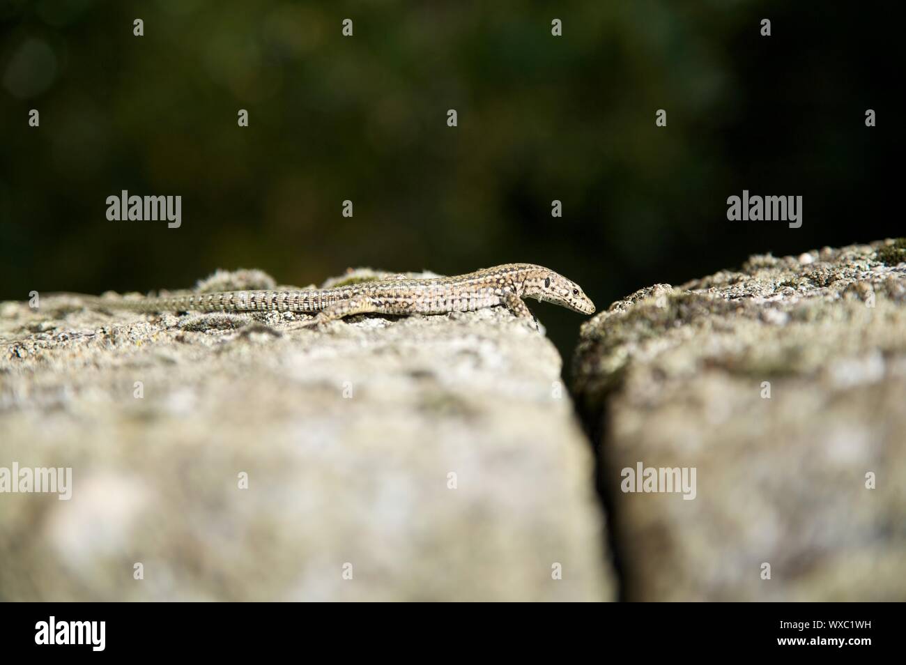 small lizard on stone at spain Stock Photo - Alamy