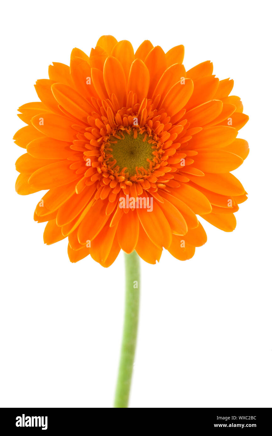 Orange Gerber with stalk isolated on white background Stock Photo - Alamy