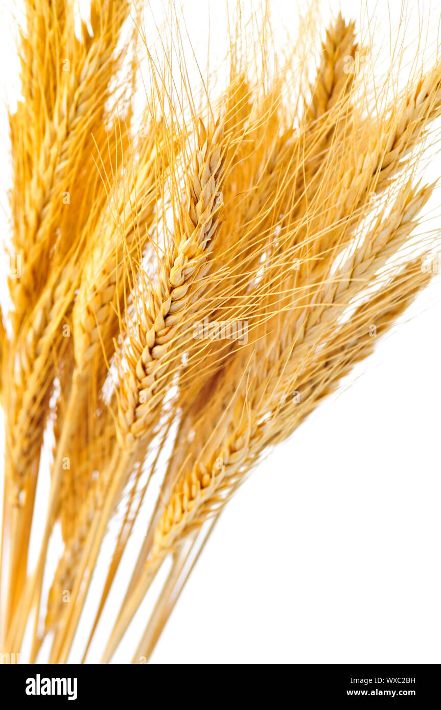 Stalks of golden wheat grain isolated on white background Stock Photo ...