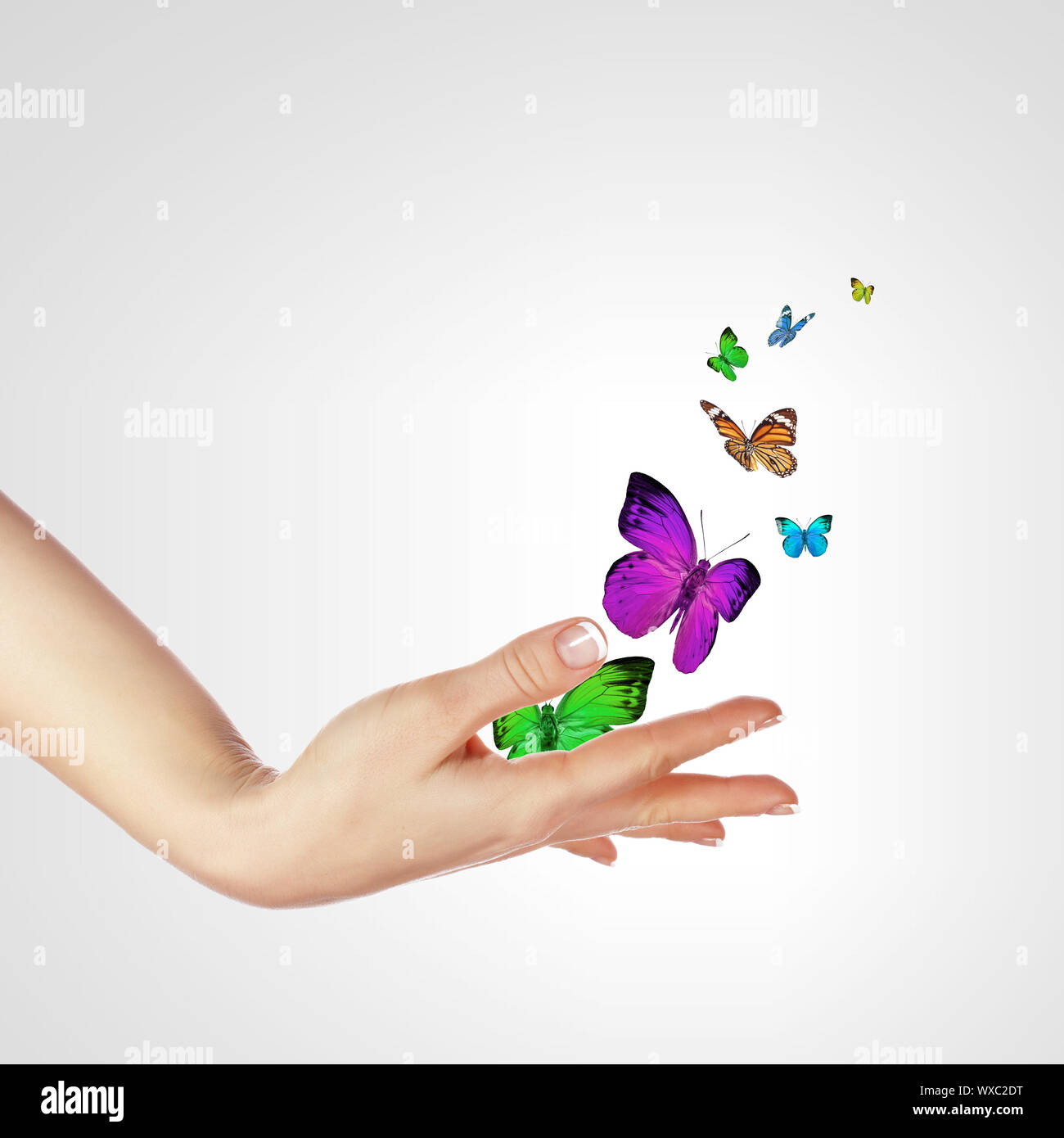 Baef hi-res stock photography and images - Alamy