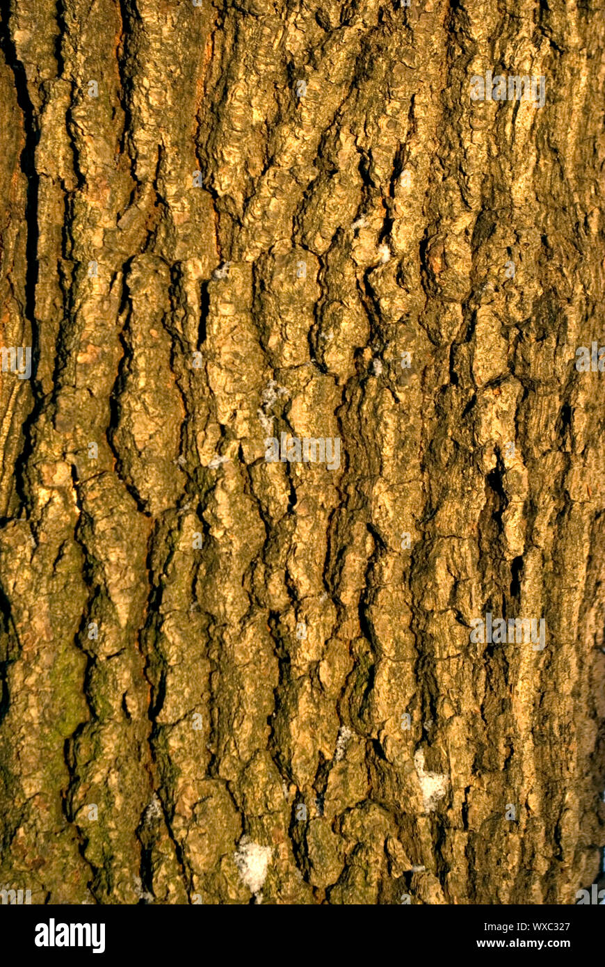 Old bark of tree texture detail Stock Photo - Alamy