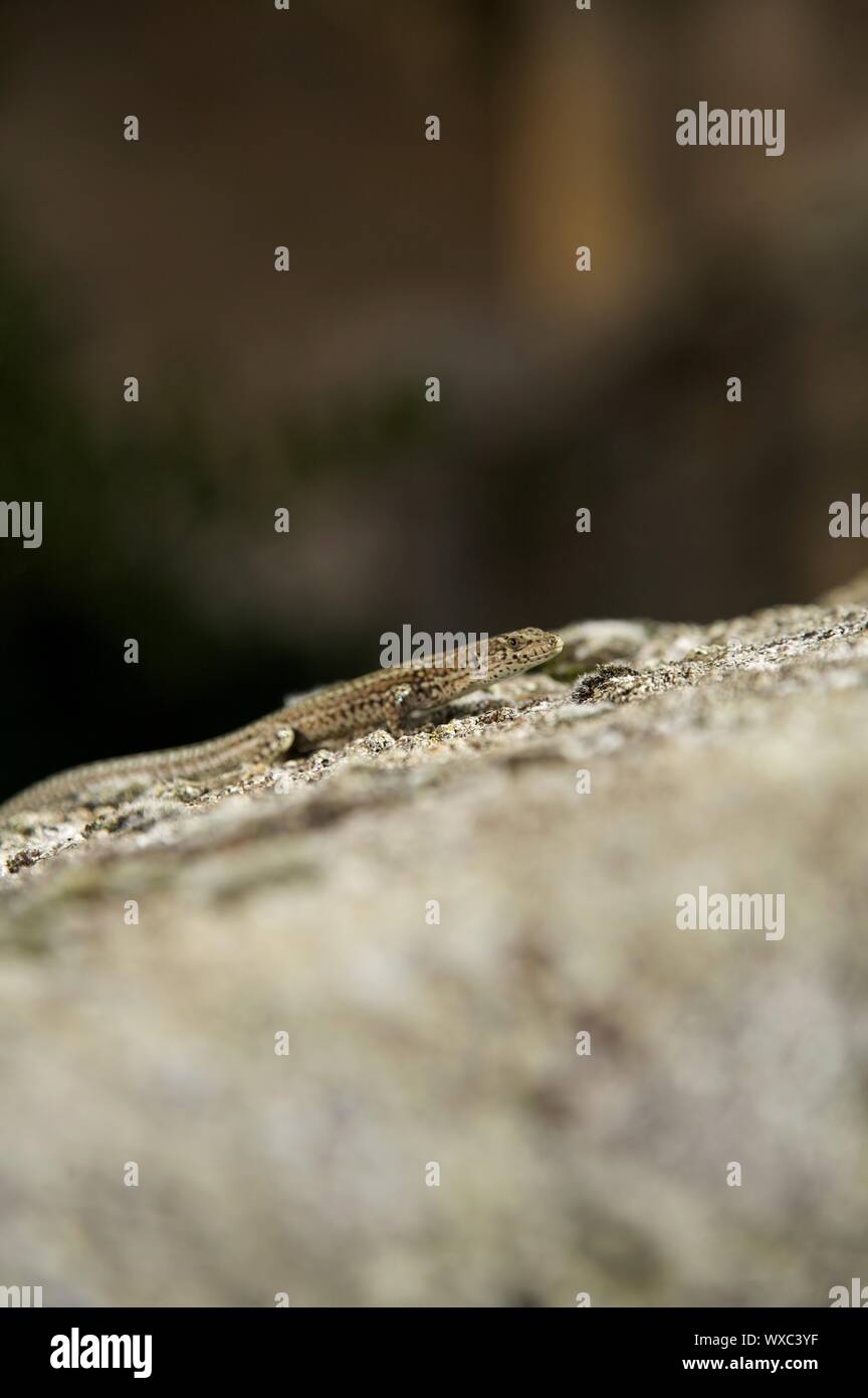 small lizard on stone at spain Stock Photo - Alamy