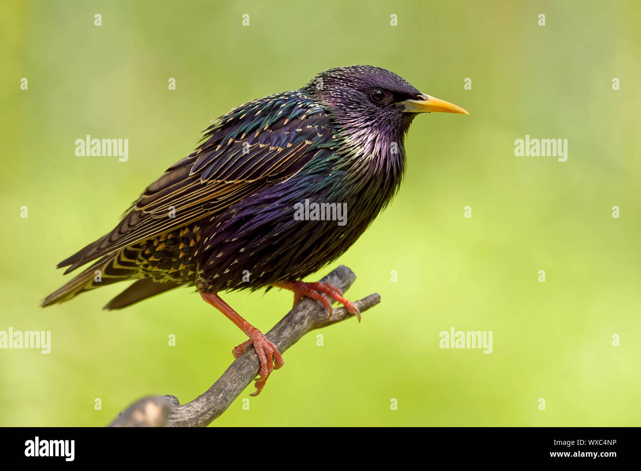 Common starling in bredding plumage Stock Photo - Alamy