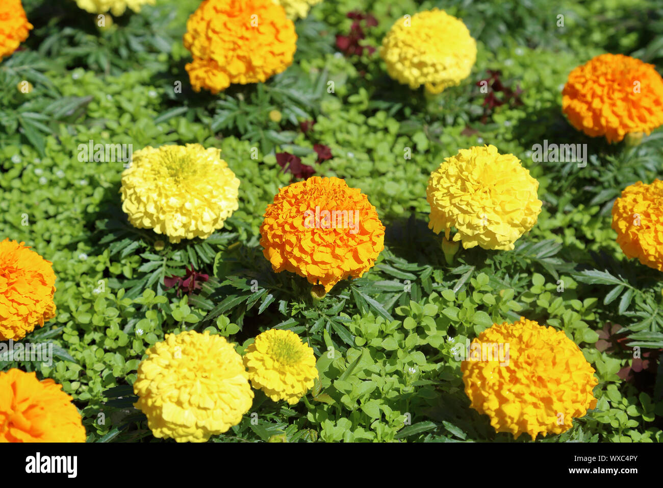 Yellow Marigolds or Tagetes - plants of the Daisy family Stock Photo ...