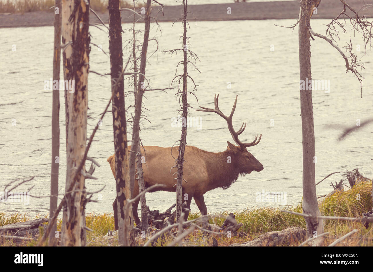 West elk range hi-res stock photography and images - Alamy