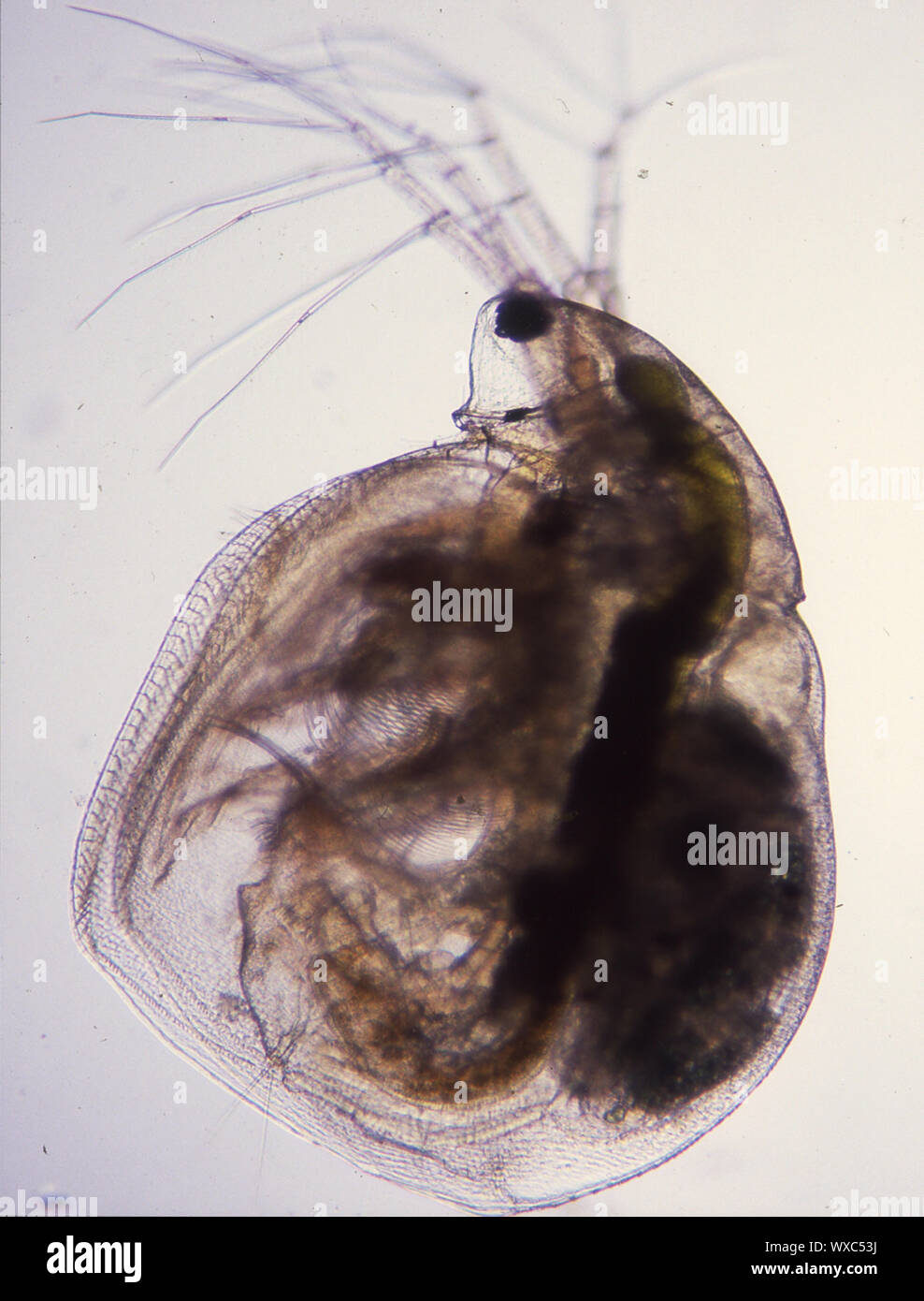 Water flea under the microscope in the water drop 100x Stock Photo - Alamy