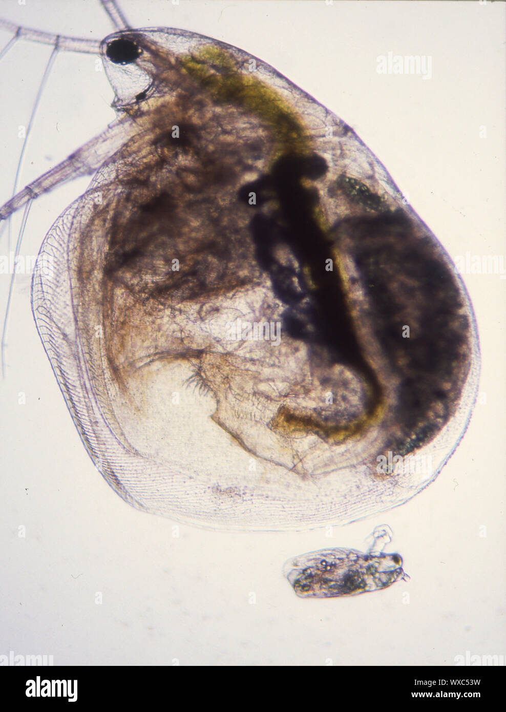 Flea macro hi-res stock photography and images - Alamy