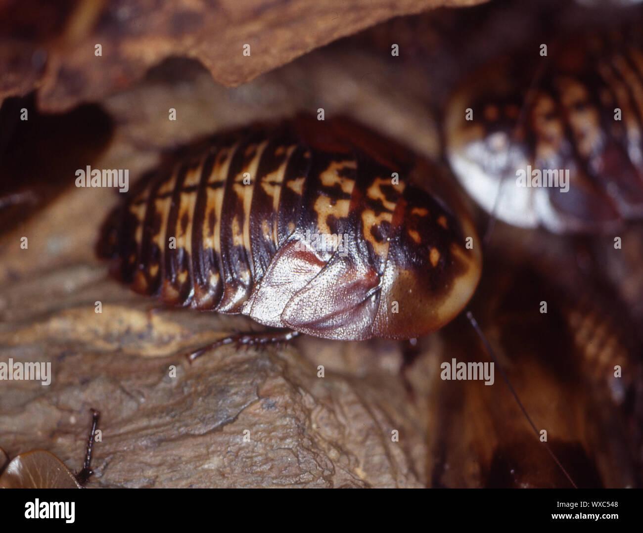 Giant cockroaches in nature Stock Photo - Alamy