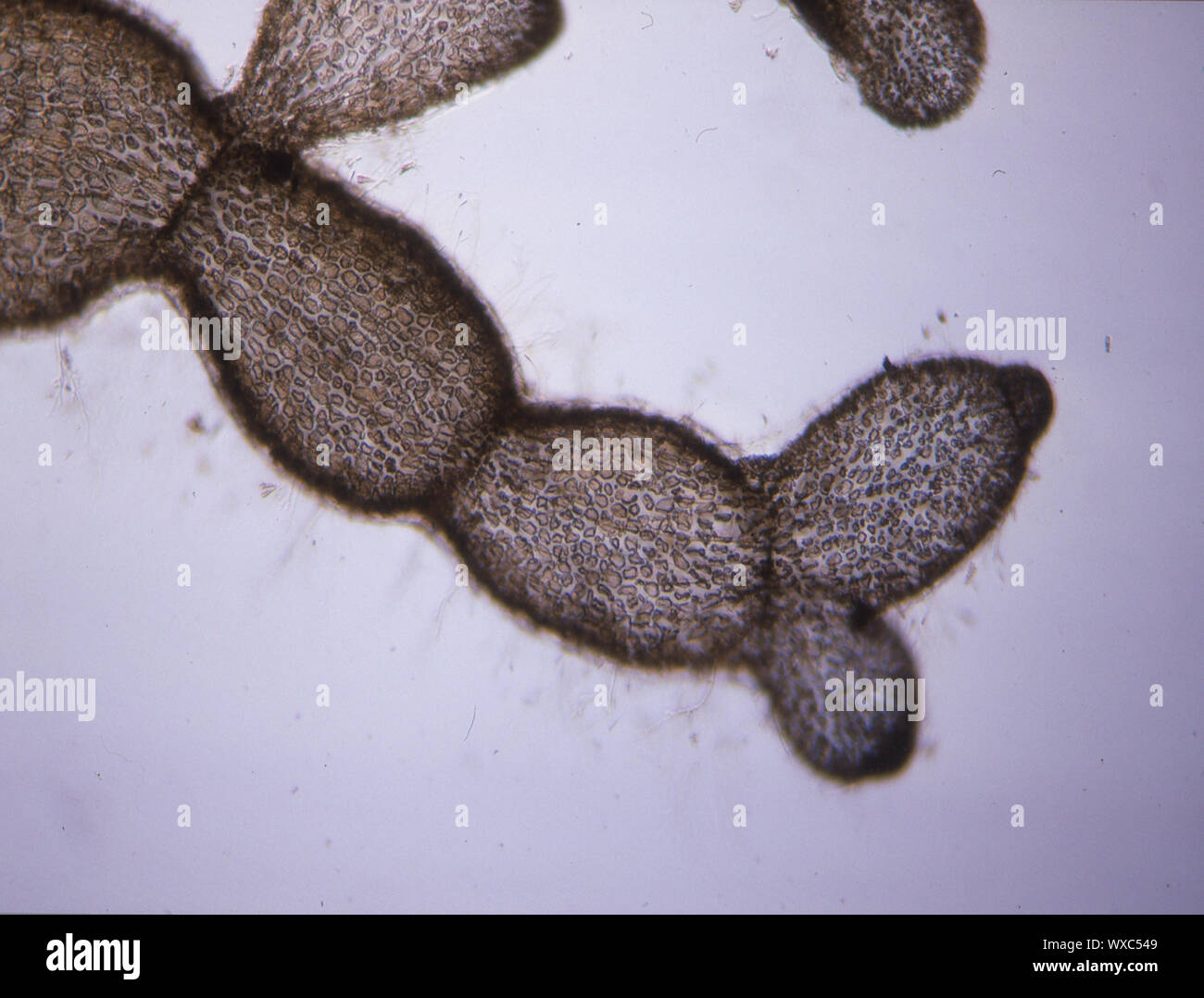 Sea red algae in the water under the microscope 100x Stock Photo - Alamy