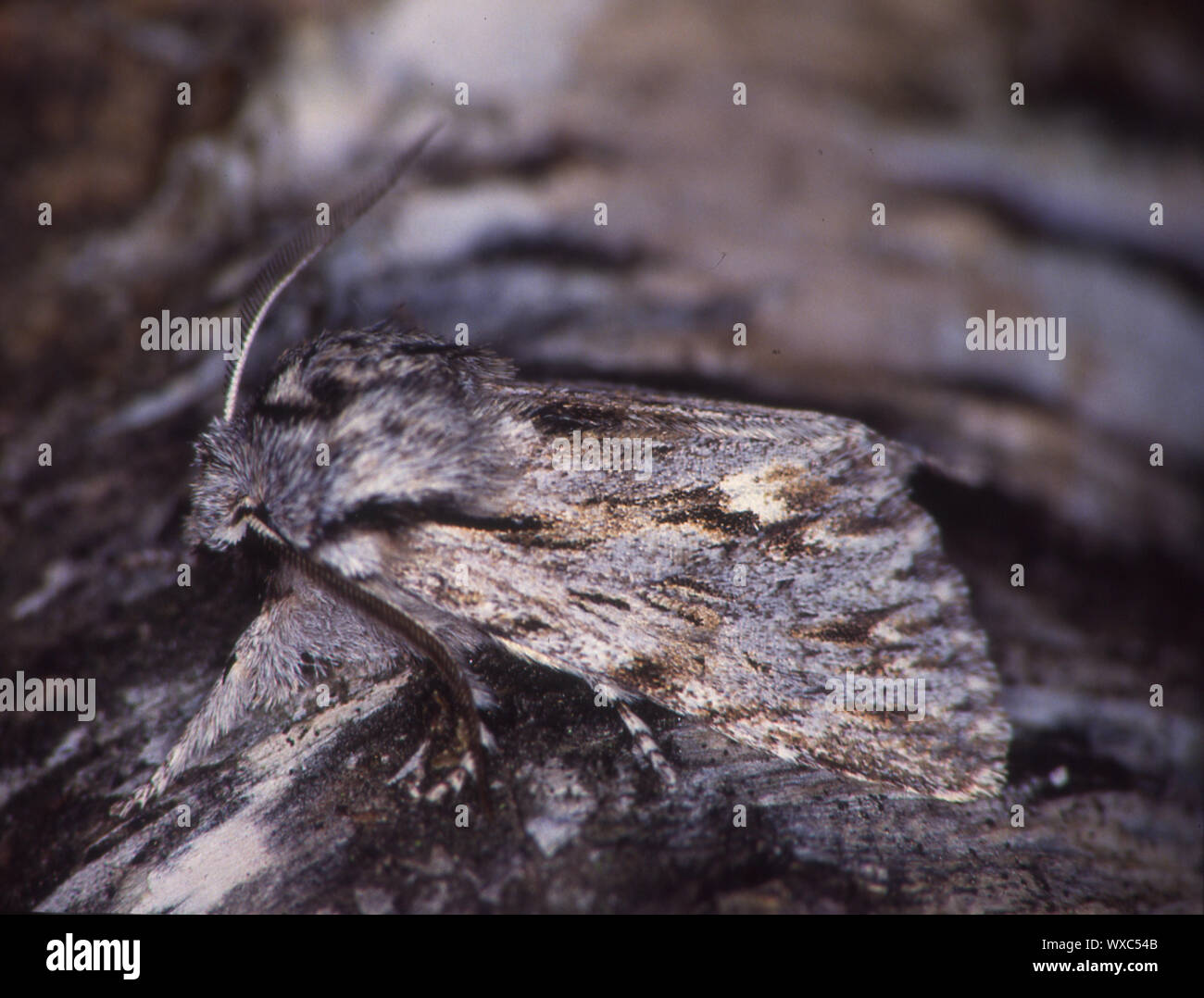 Moth drawings hi-res stock photography and images - Alamy