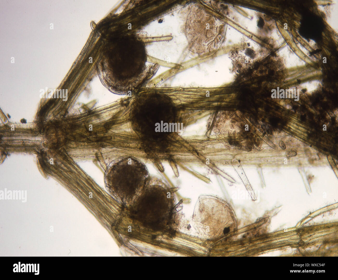 Brown Algae Microscopic