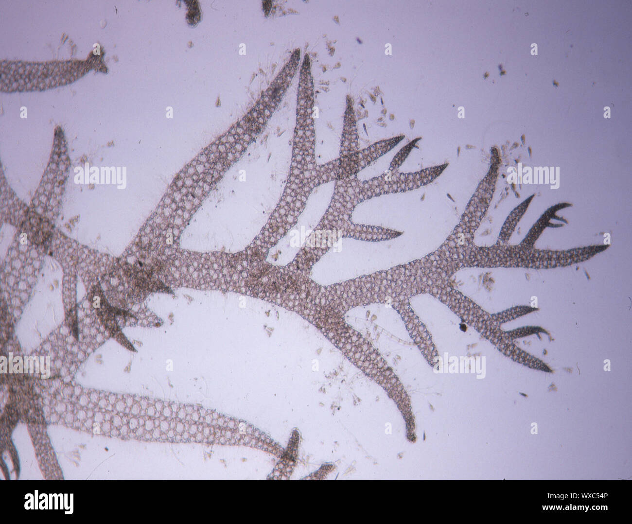 Red algae cells hi-res stock photography and images - Alamy