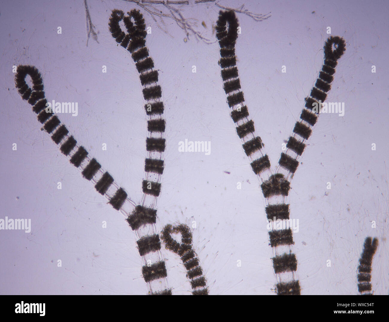 Algae red sea hi-res stock photography and images - Alamy