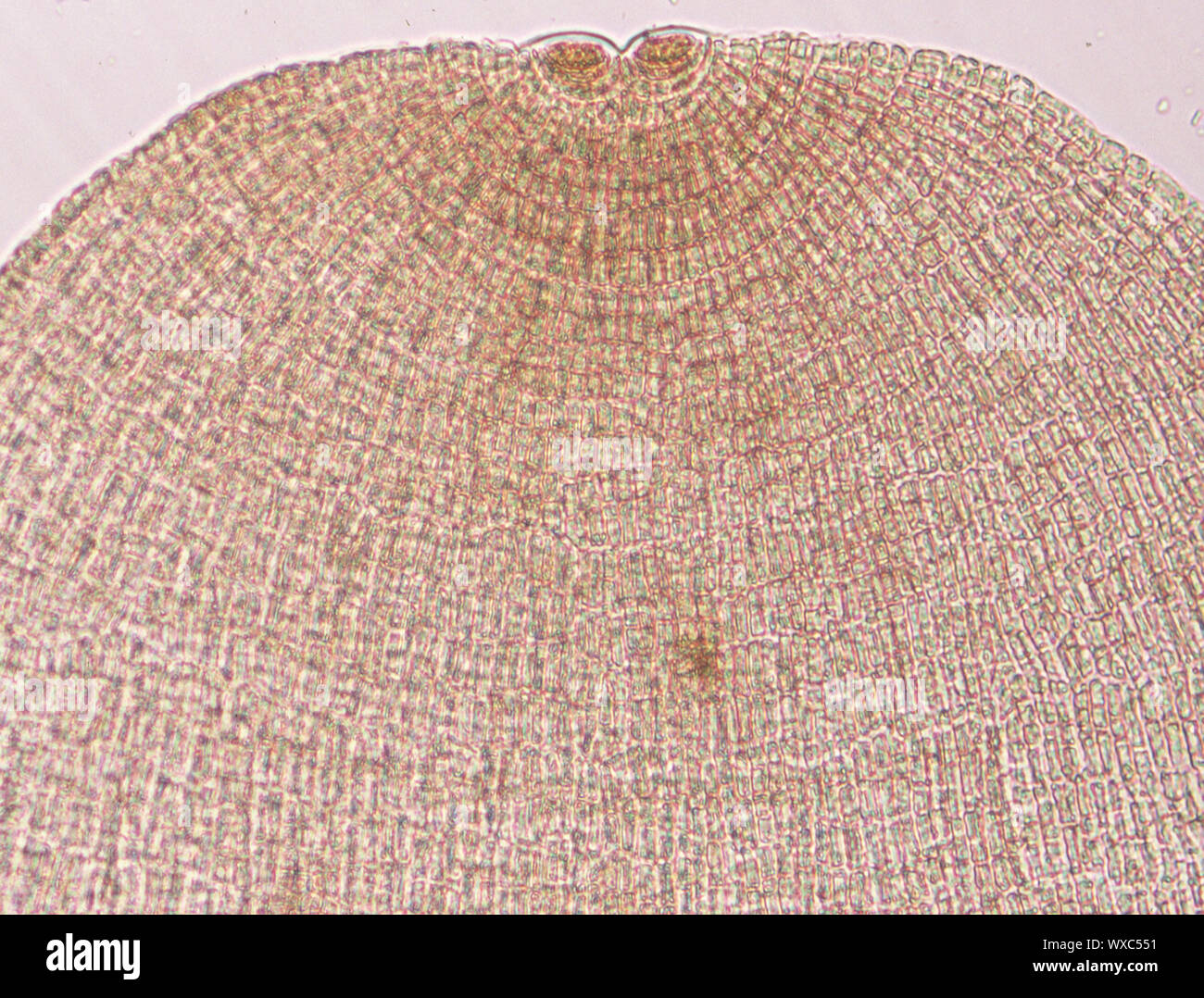 Dictyota dichotoma algae under the microscope 100x Stock Photo - Alamy