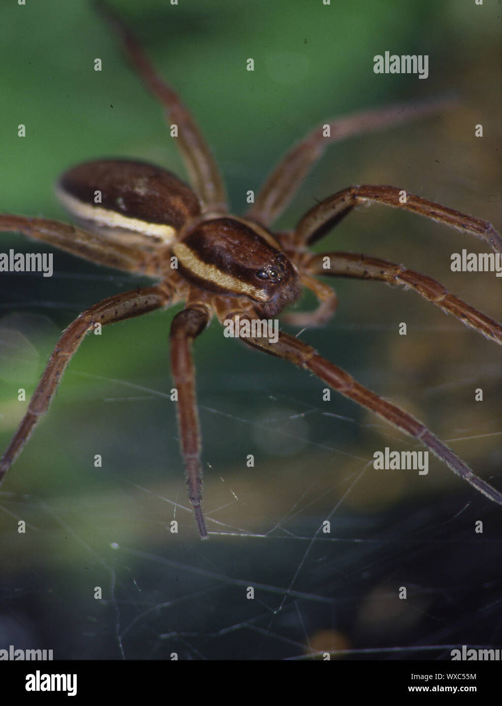ranged hunting spider in lurking position Stock Photo - Alamy