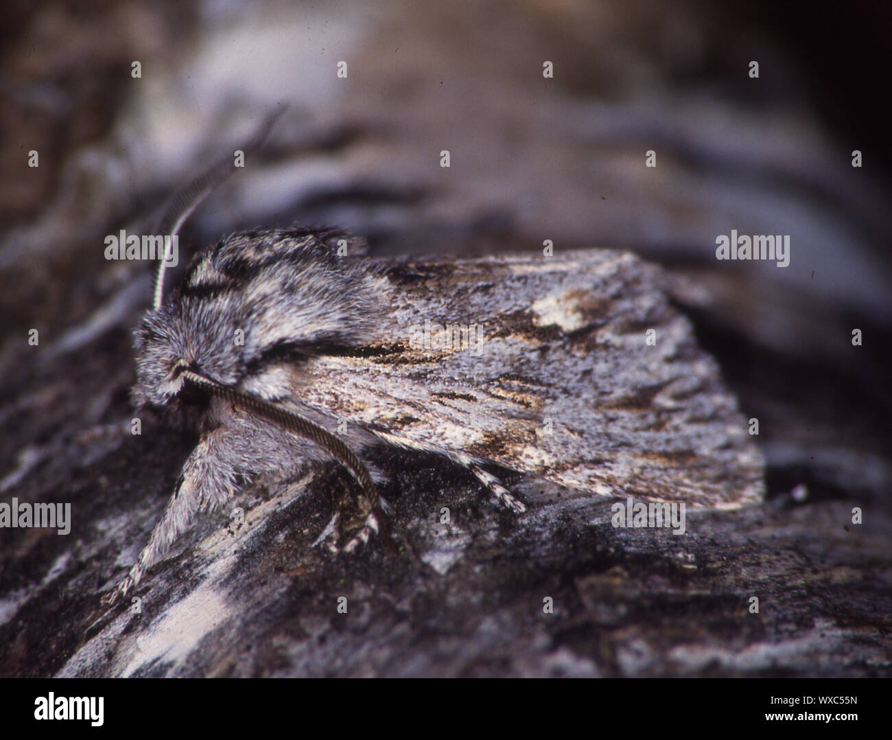 Moth sitting on tree trunk for camouflage Stock Photo - Alamy