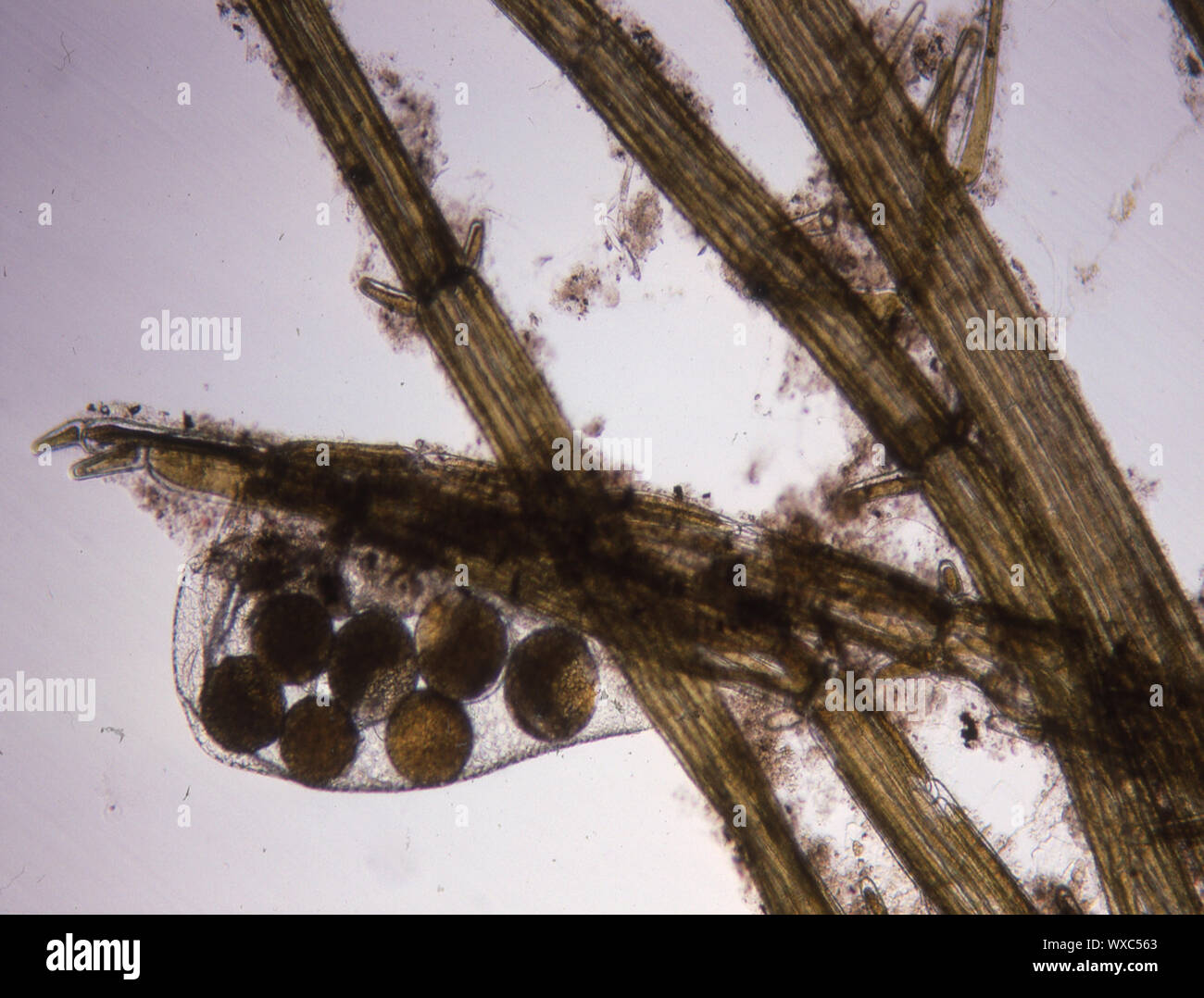 Sea water microscope hi-res stock photography and images - Alamy