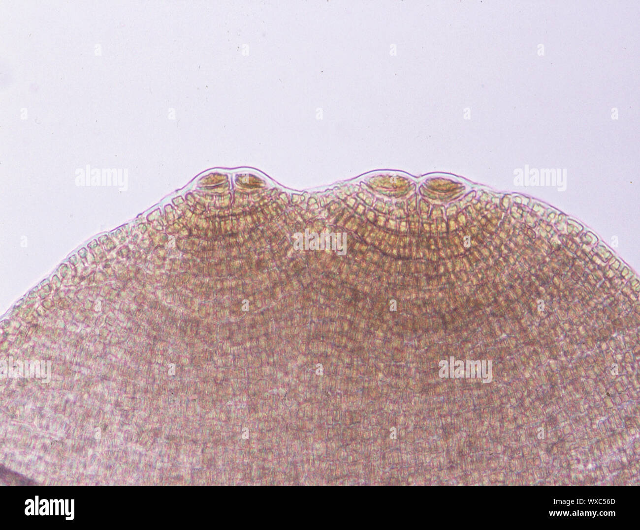 Algae under microscope hi-res stock photography and images - Alamy