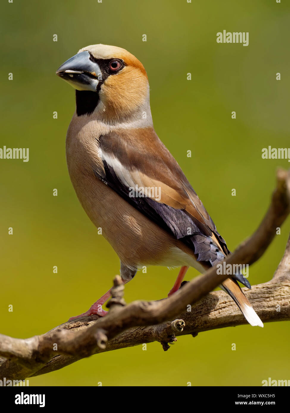 Feeder food hi-res stock photography and images - Alamy
