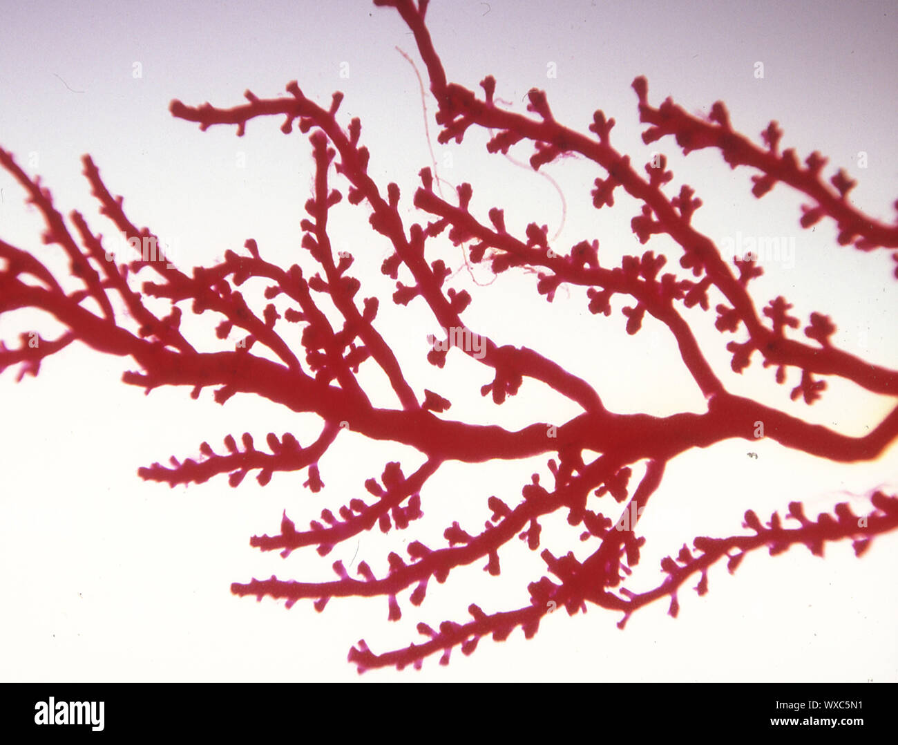 Coralline Algae Microscope