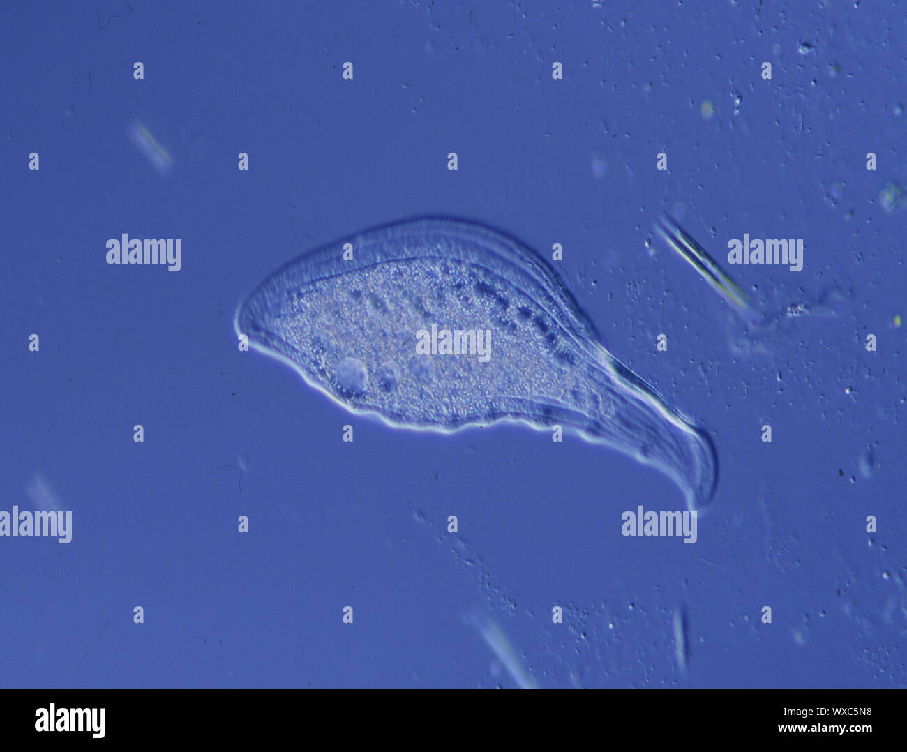 Pond water microscope hi-res stock photography and images - Alamy