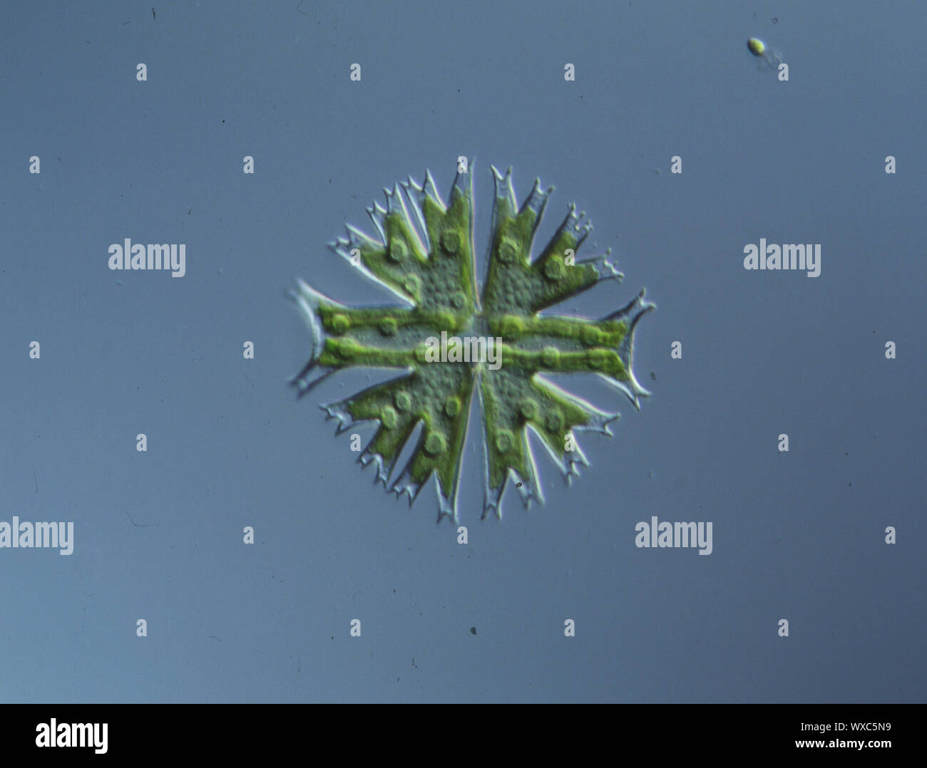 Ornamental alga Micrasterias in water drop 100x Stock Photo - Alamy