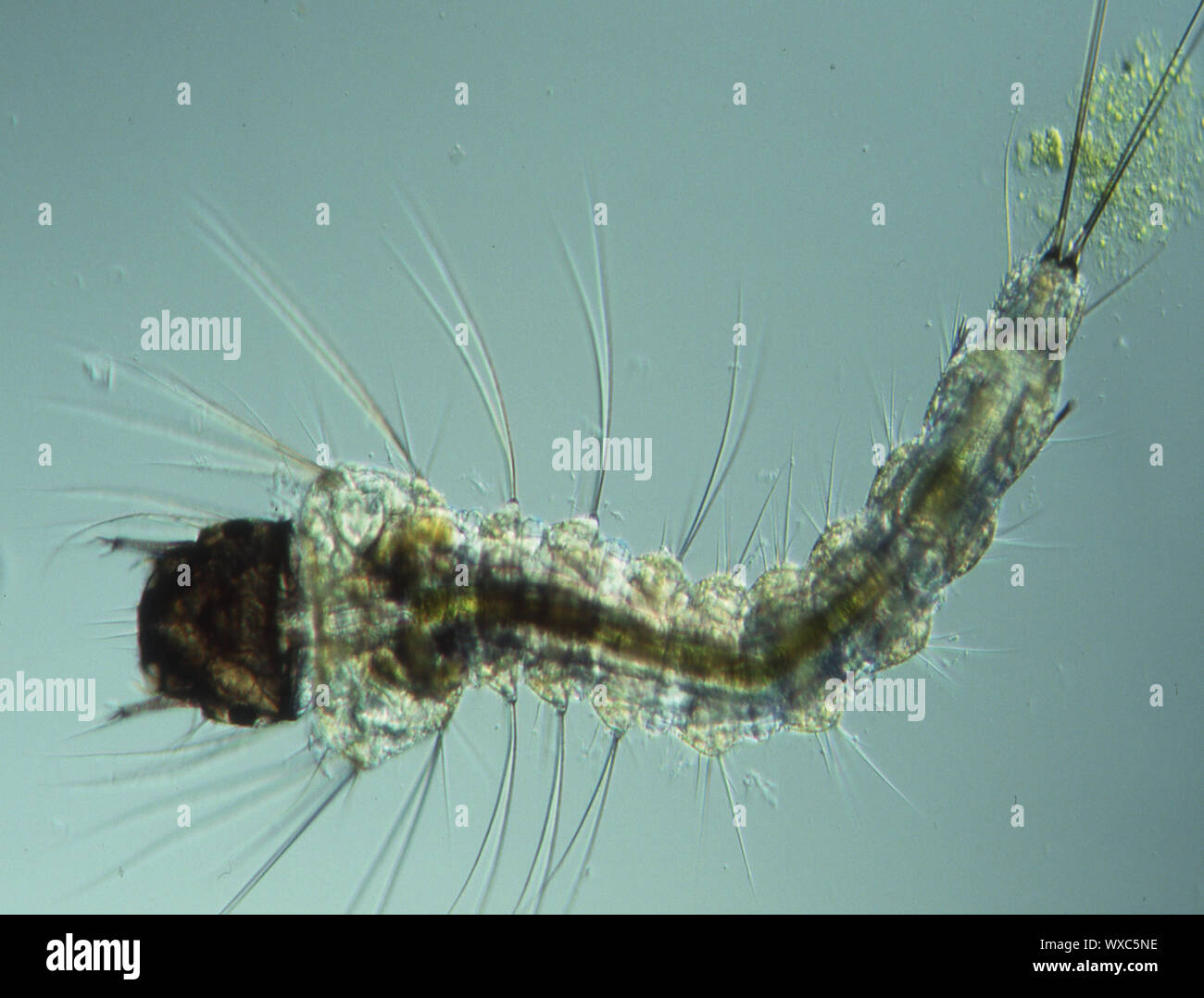Larva in water hi-res stock photography and images - Alamy