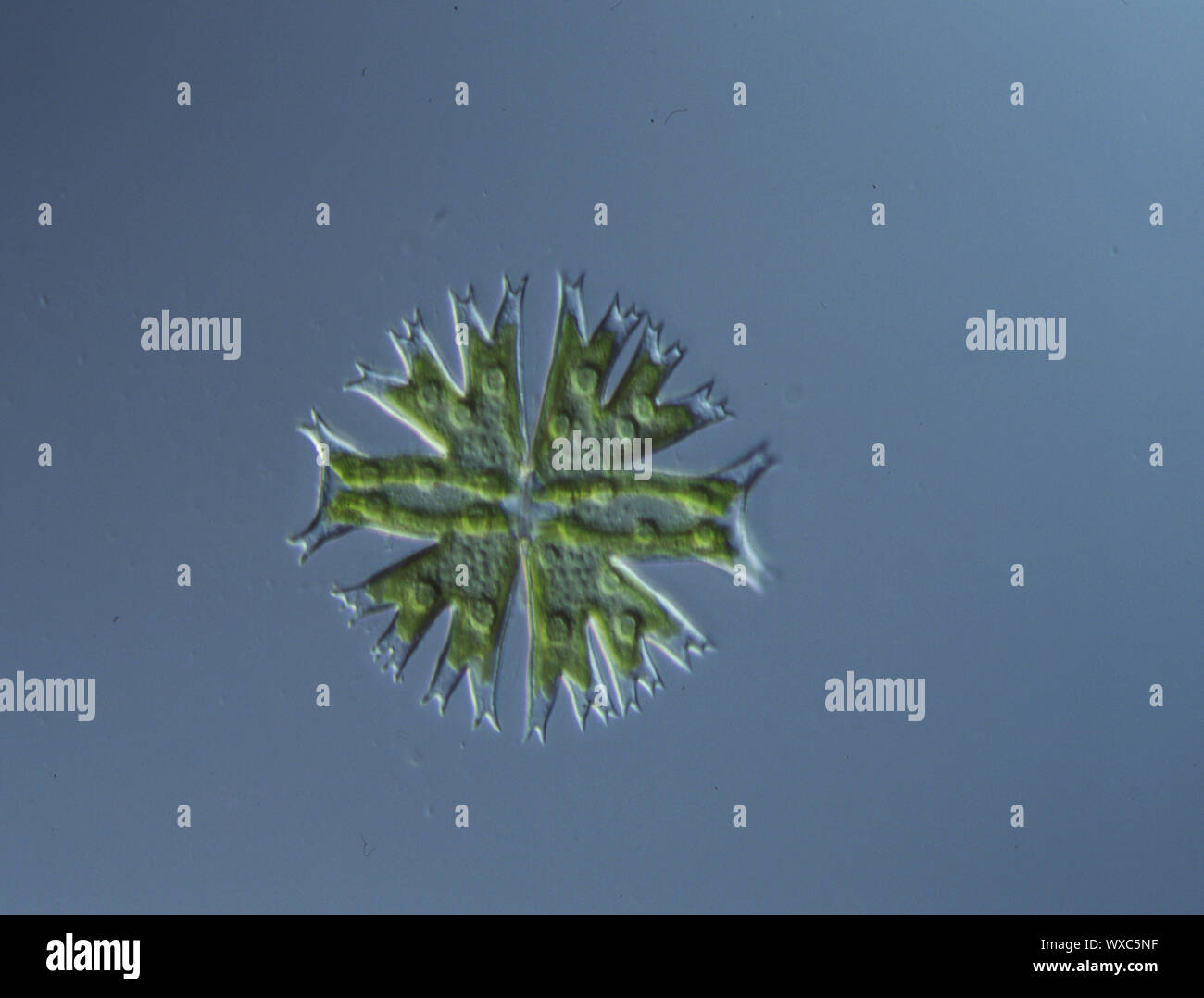 Ornamental alga Micrasterias in water drop 100x Stock Photo - Alamy