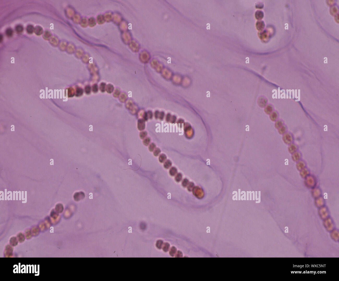 Red Algae Microscope Ocean Under The Microscope The Scientist