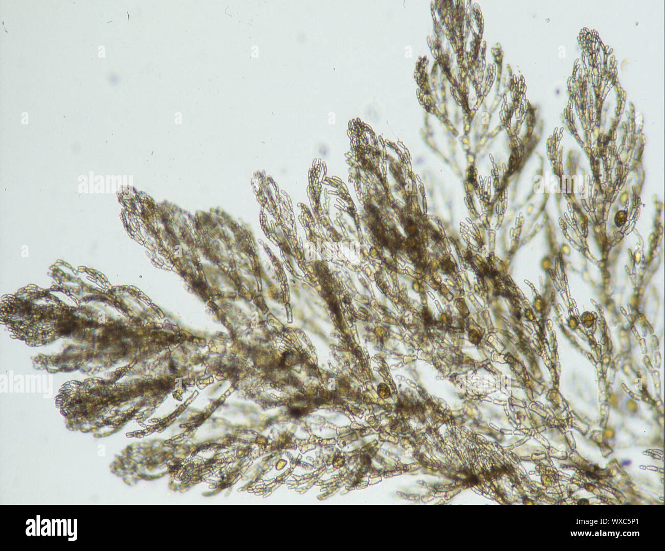 Sea red algae in the water under the microscope 100x Stock Photo - Alamy