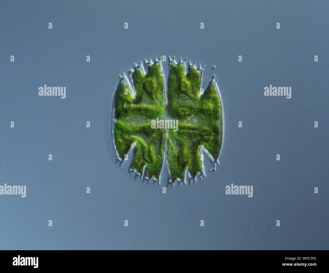 Ornamental alga Micrasterias in water drop 100x Stock Photo - Alamy