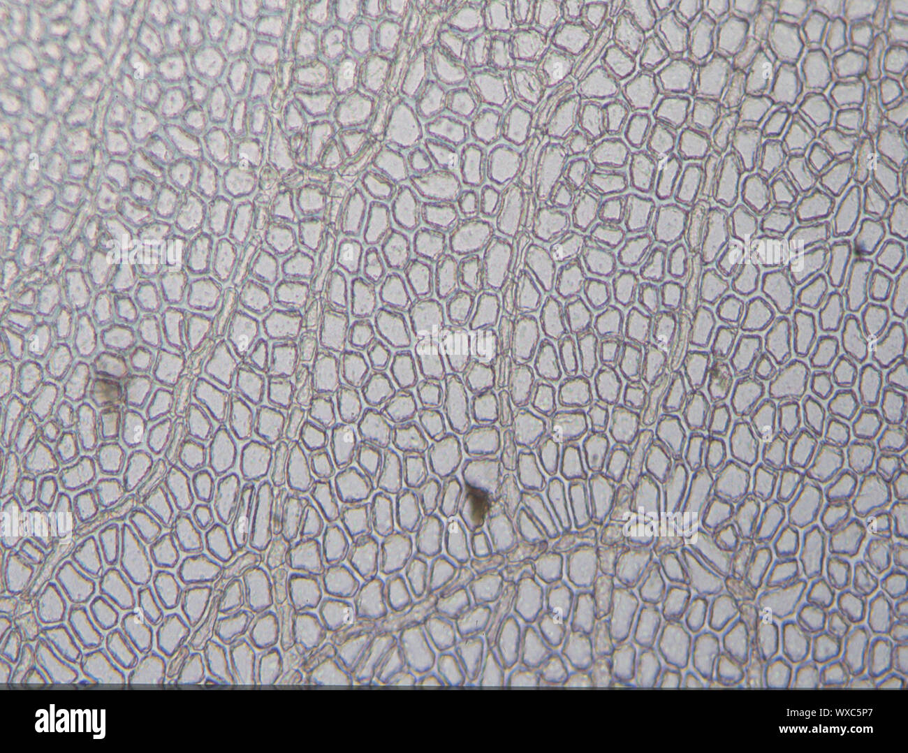 Sea red algae in the water under the microscope 100x Stock Photo - Alamy