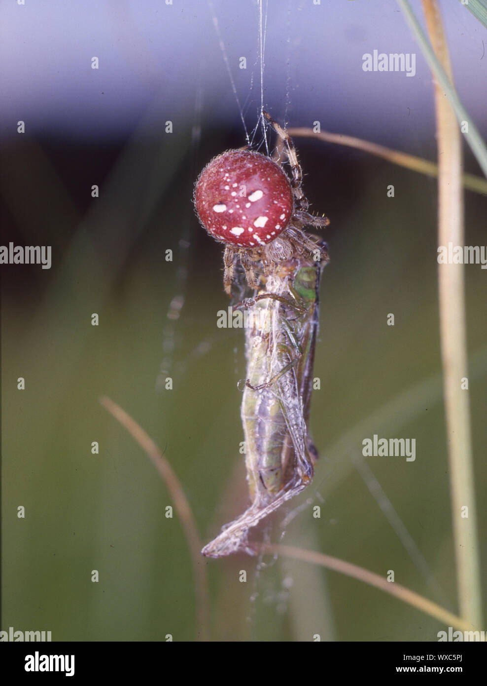 red four-spot cross spider eats grasshopper Stock Photo - Alamy