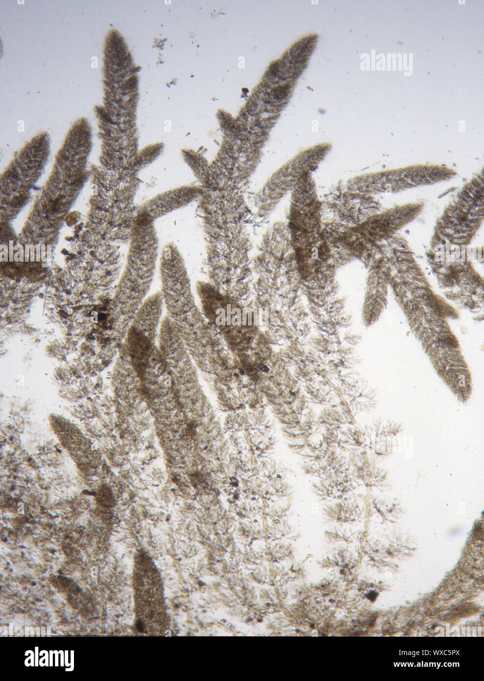 Sea red algae in the water under the microscope 100x Stock Photo - Alamy