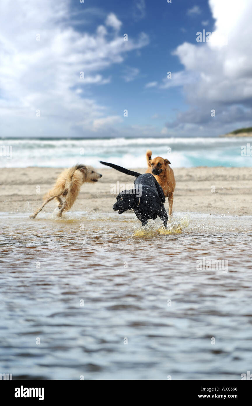 three dogs playing happily in the water Stock Photo - Alamy