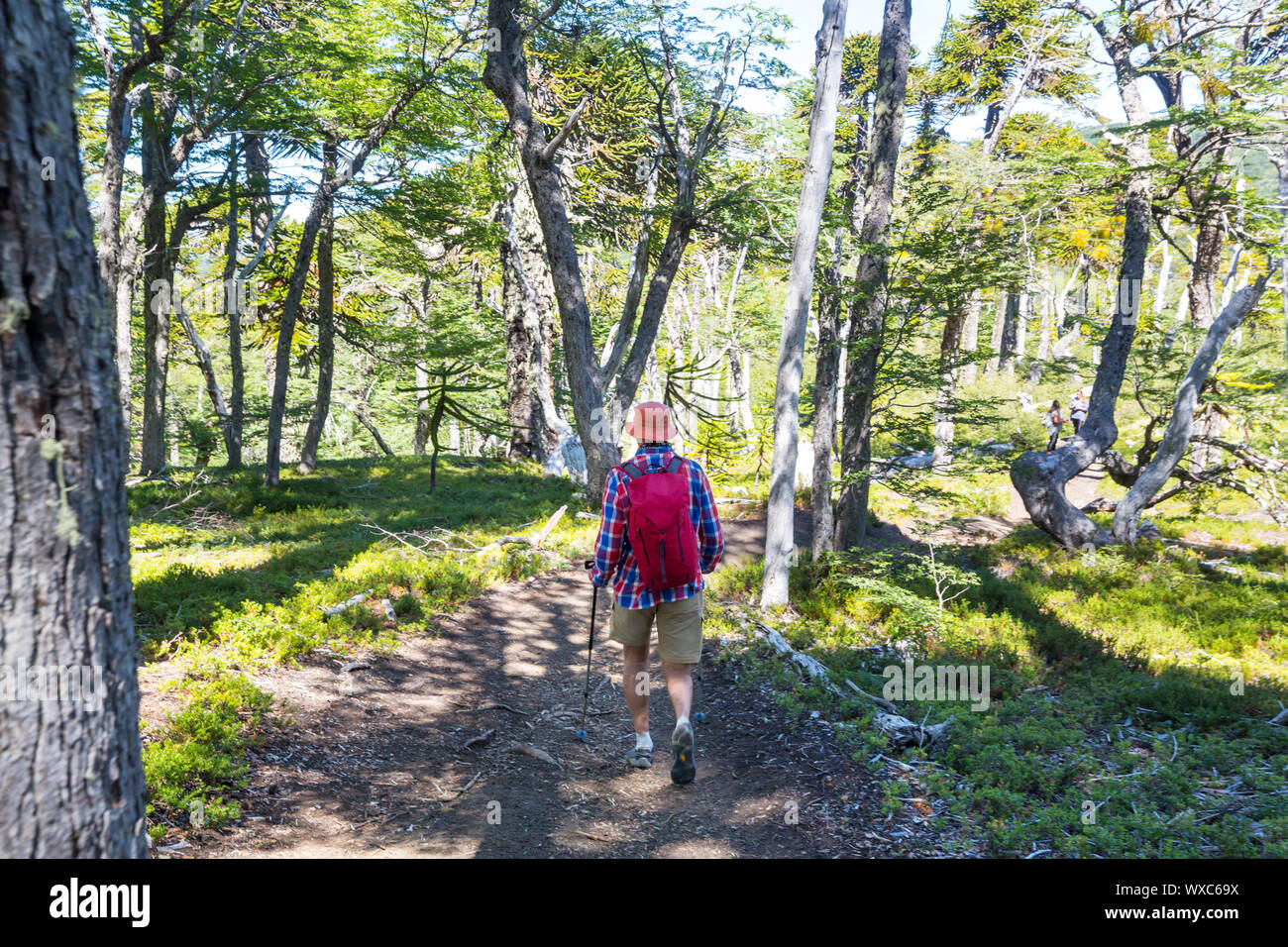 Hike in forest Stock Photo - Alamy